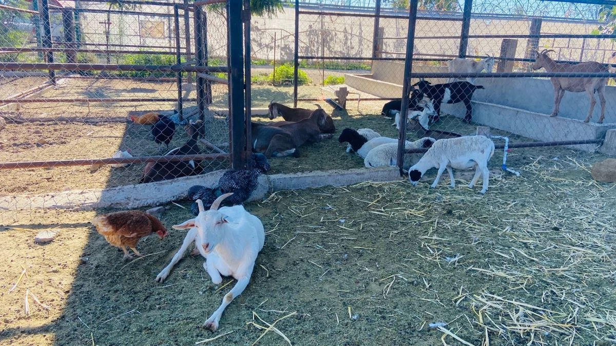 La Media Luna Mexicano en Rosarito
