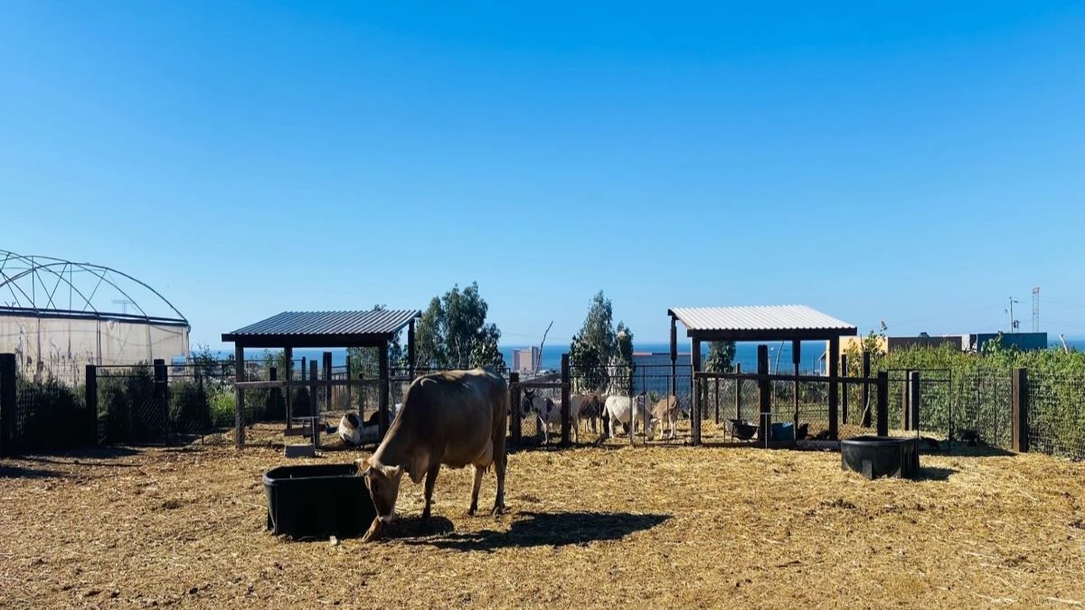La Media Luna Mexicano en Rosarito